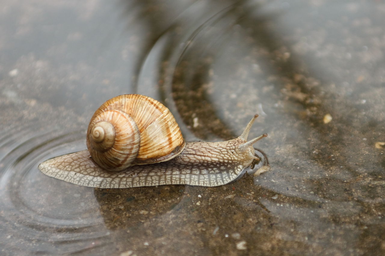 How do you know if a mollusk is safe to eat?