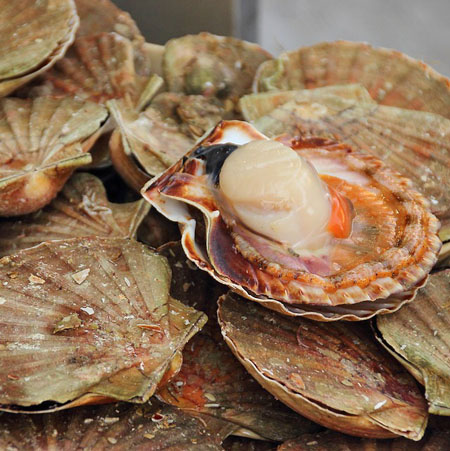 How do you know if a scallop is fresh?