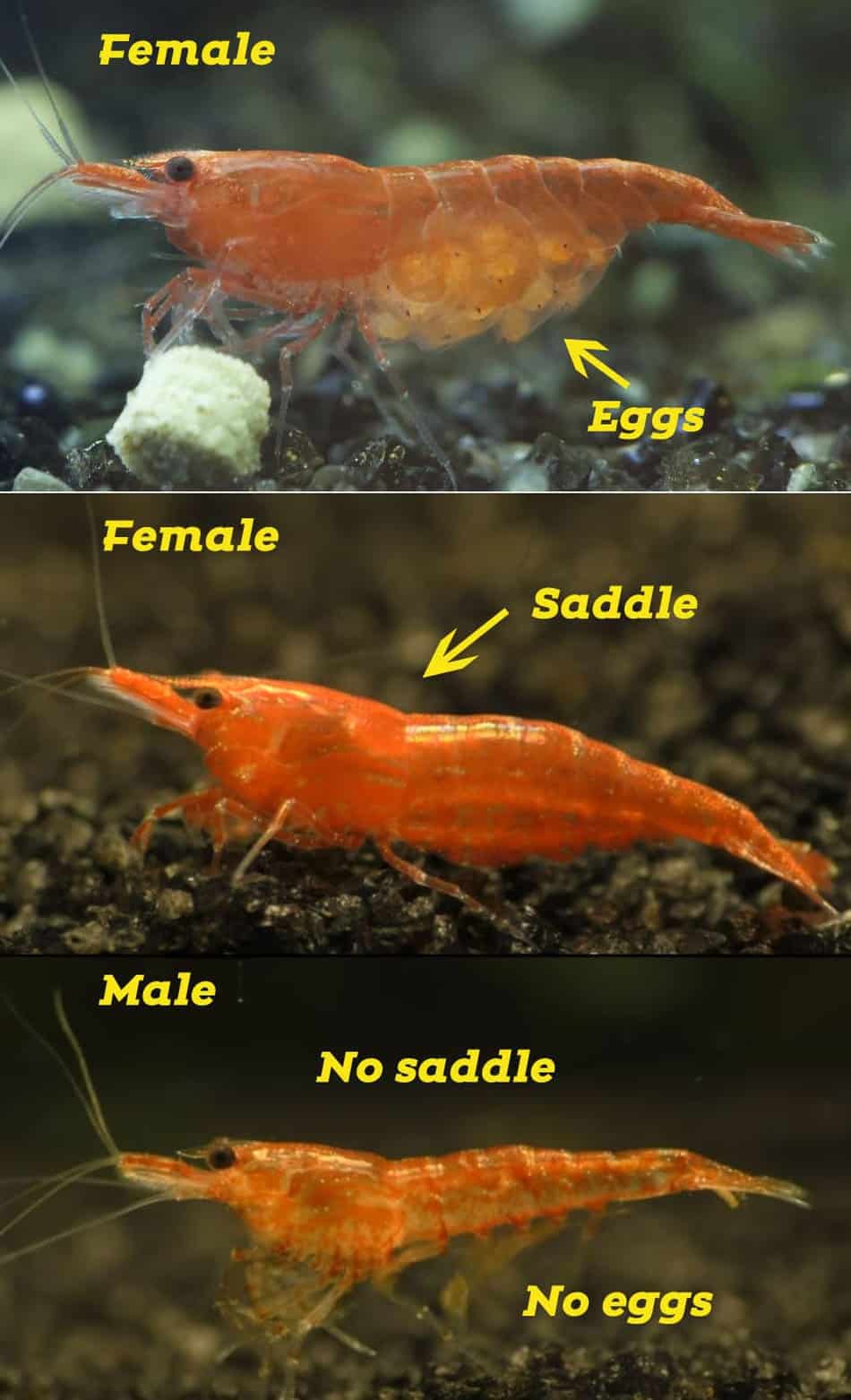 How do you know if a shrimp is male or female?