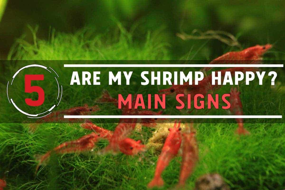 How do you know if cherry shrimp are happy?