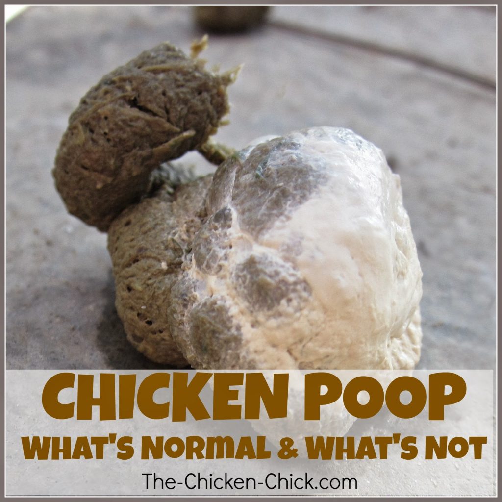 How do you know if chicken poop is healthy?