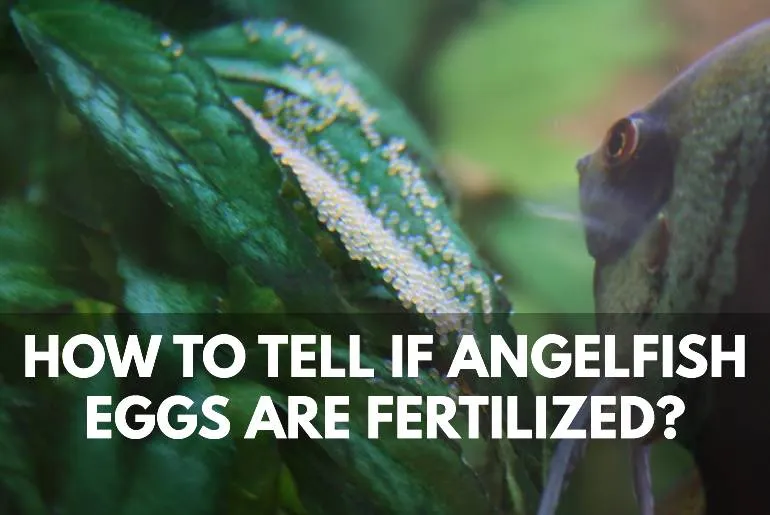 How do you know if fish eggs are fertilized?