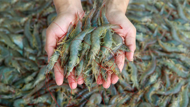 How do you know if shrimp is fresh?