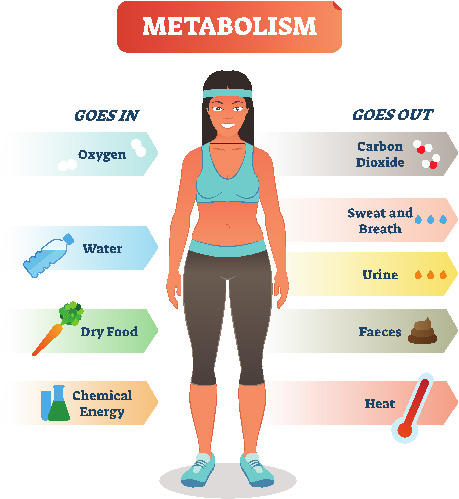 How do you know if you are slowing your metabolism?