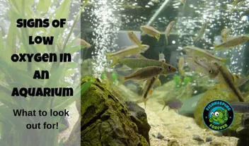 How do you know if your aquarium has enough oxygen?