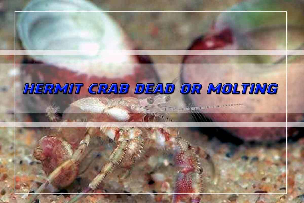 How do you know if your hermit crab is sad?