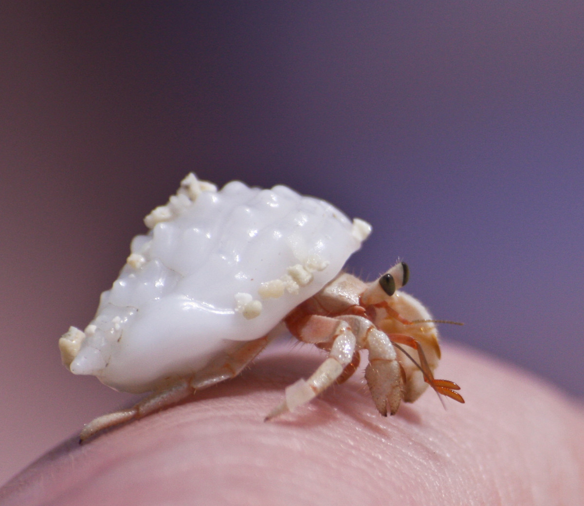 How do you know if your hermit crab is unhappy?