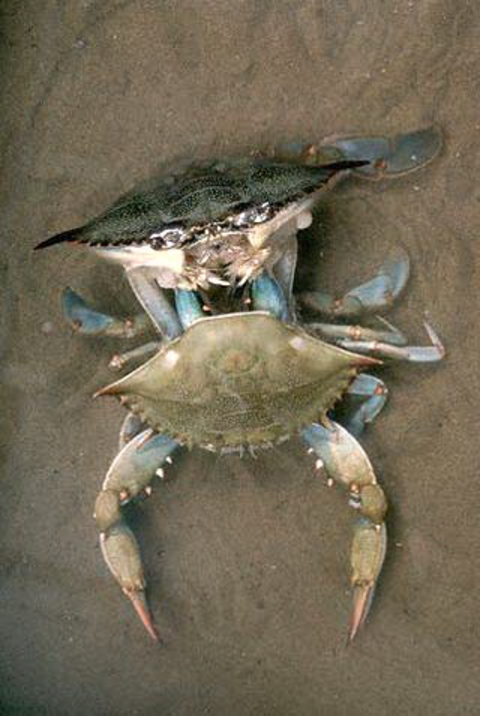 How do you know when a blue crab is molting?