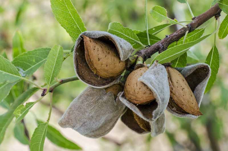 How do you know when almonds are ready to be picked?