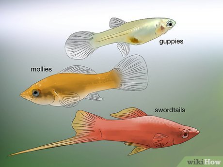 How do you know where a fish is?