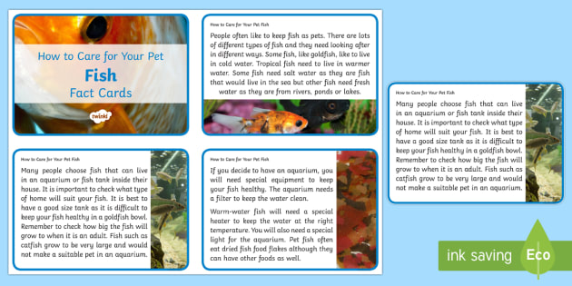 How do you look after a pet fish?