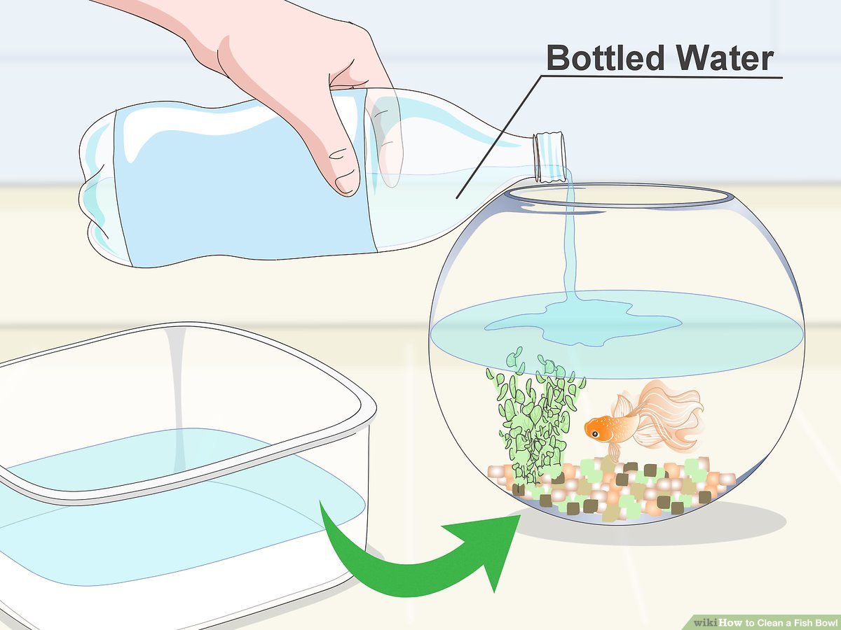 How do you maintain a fish bowl?