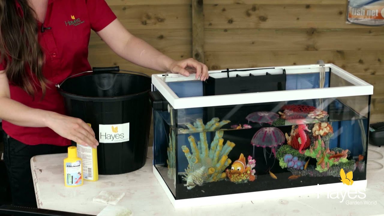 How do you maintain a fish tank?