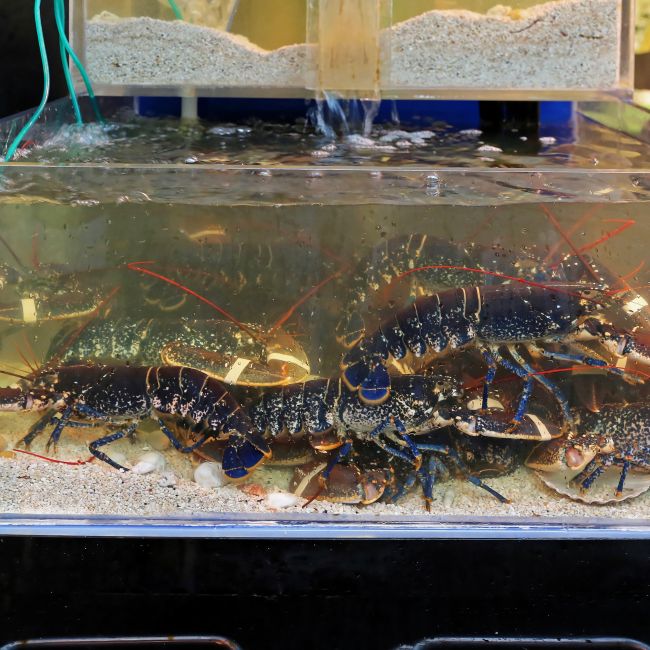 How do you maintain a lobster tank?