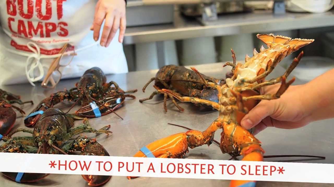 How do you make a lobster fall asleep?