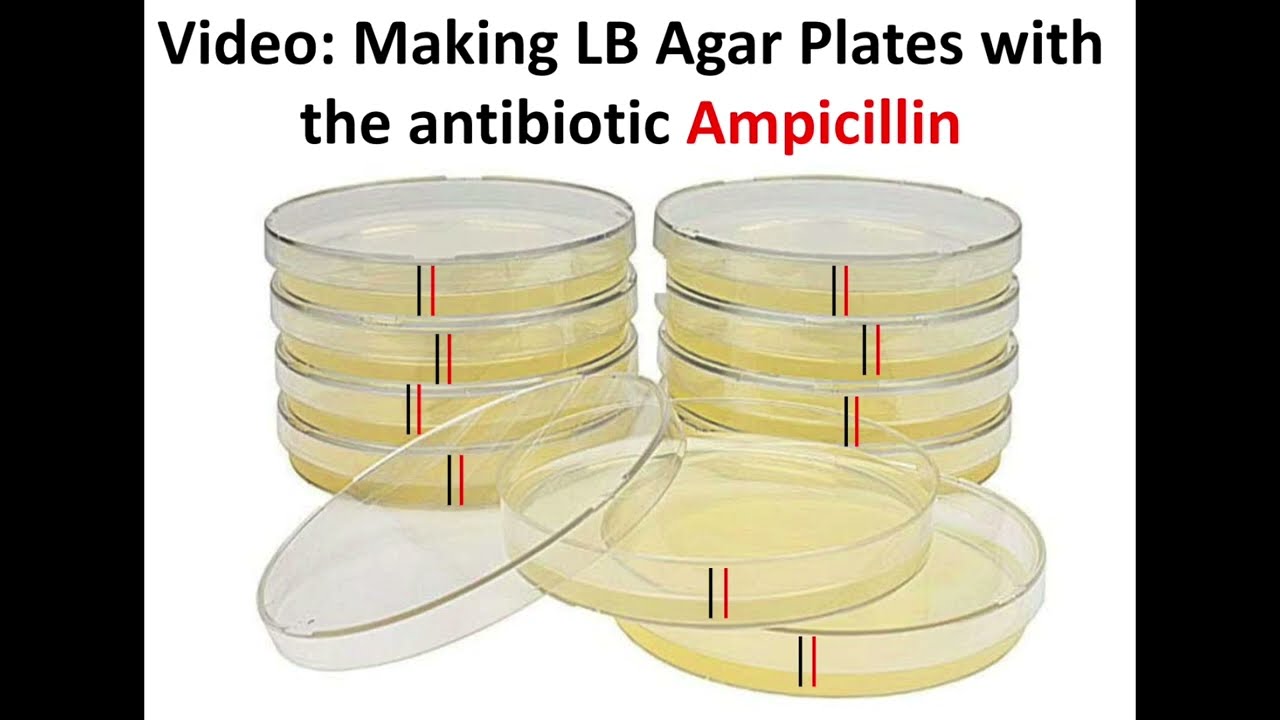 How do you make LB Ampicillin plates?