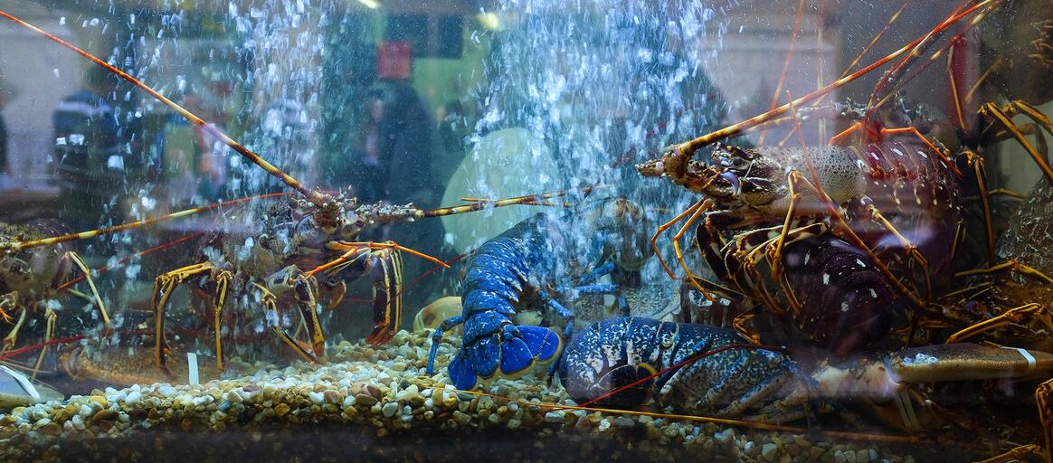 How do you make saltwater for a lobster tank?