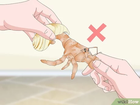How do you make your hermit crab like you?