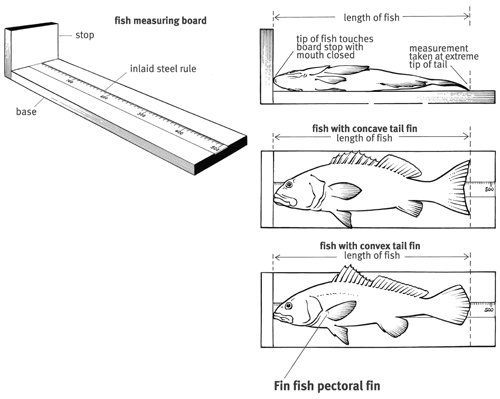 How do you measure fish wa?