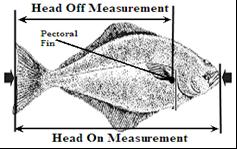 How do you measure halibut in BC?