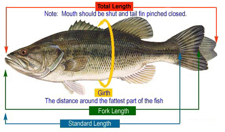 How do you measure the weight of a fish?