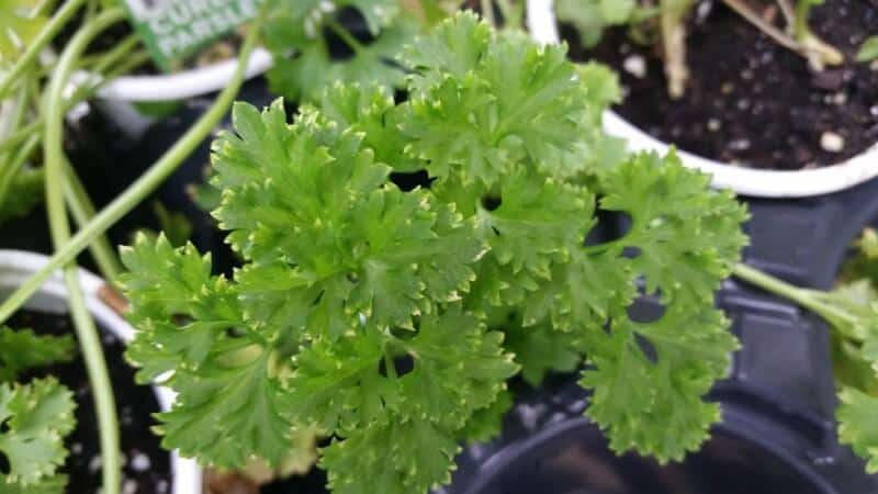 How do you mix hydrogen peroxide and water for parsley?