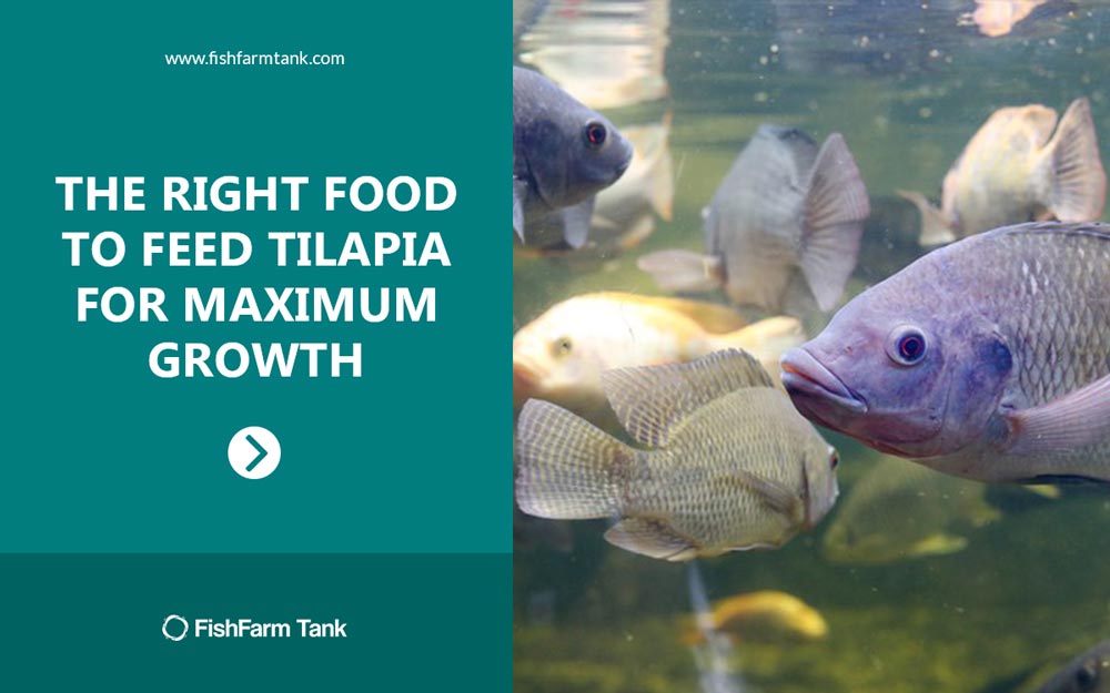 How do you naturally feed tilapia?