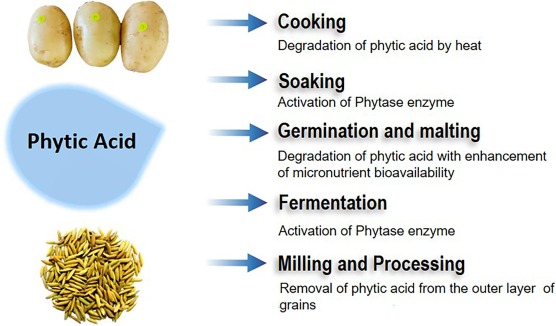 How do you neutralize phytic acid in food?