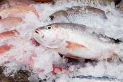 How do you pack a frozen fish for a commercial shipment?