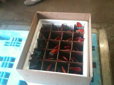 How do you pack a live lobster for shipping?