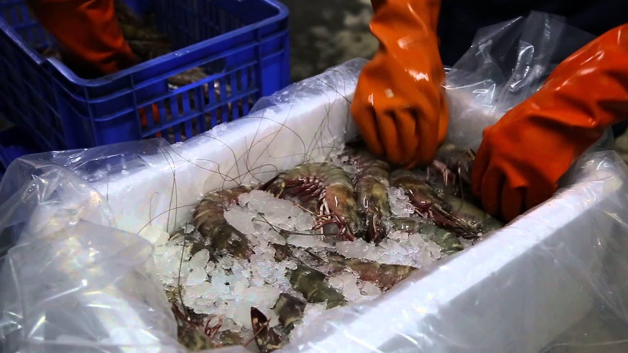 How do you package fresh shrimp?