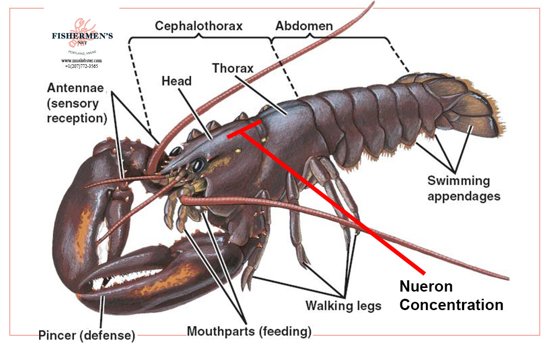 How do you paralyze a lobster?
