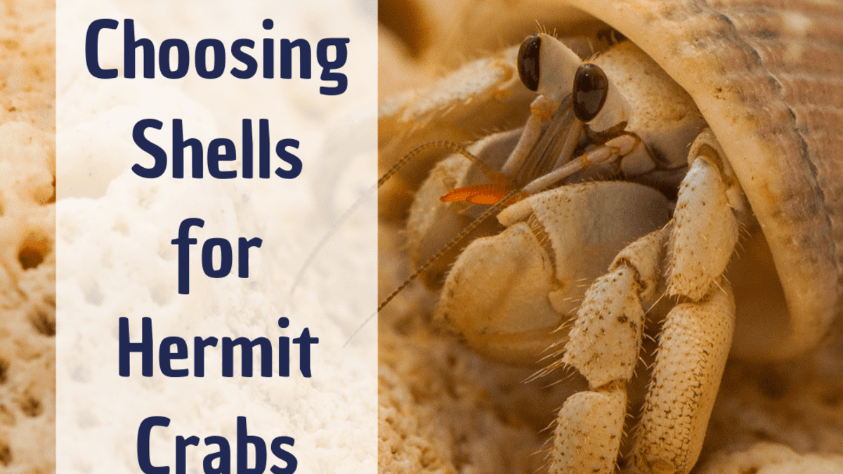 How do you pick a good hermit crab?