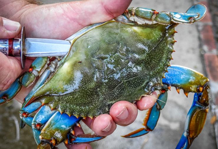 How do you pick live blue crabs?