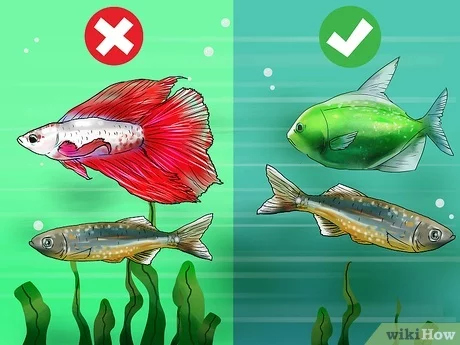 How do you pick the right fish?