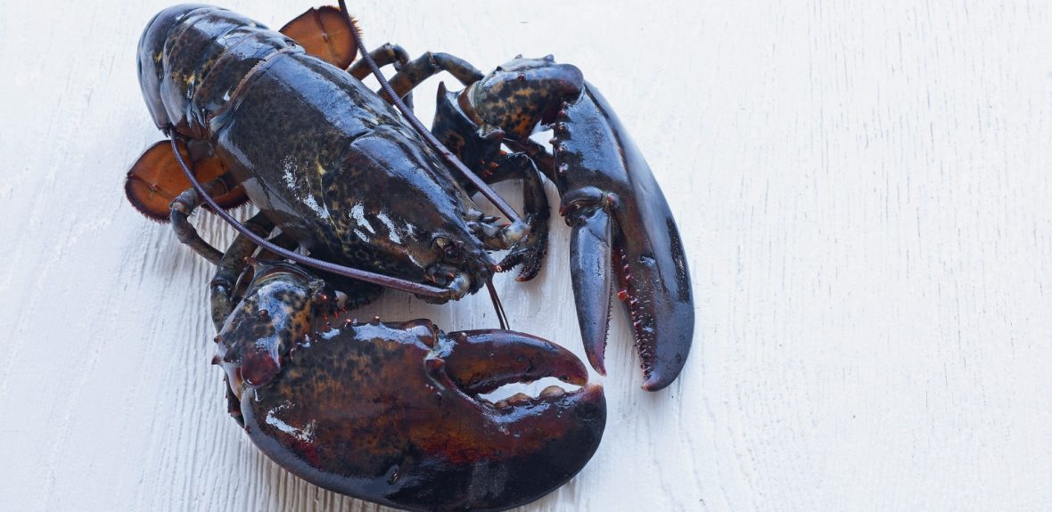 How do you prepare a lobster before boiling?