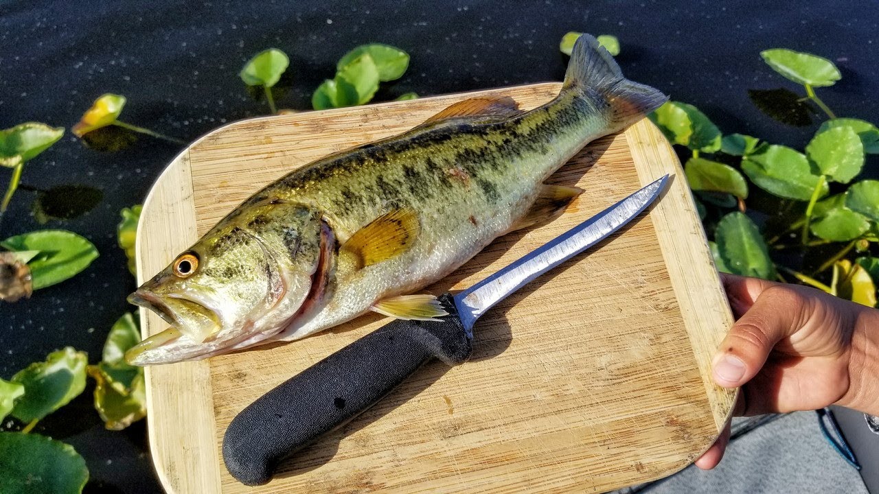 How do you prepare largemouth bass to eat?