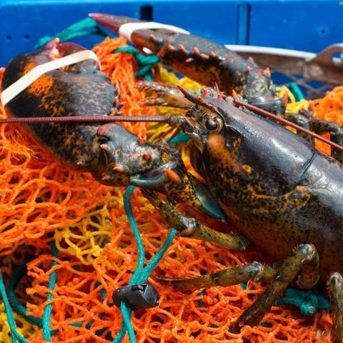 How do you prepare live lobster to freeze?