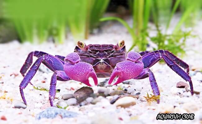 How do you preserve aquarium crabs?