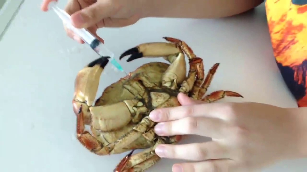 How do you preserve crabs?