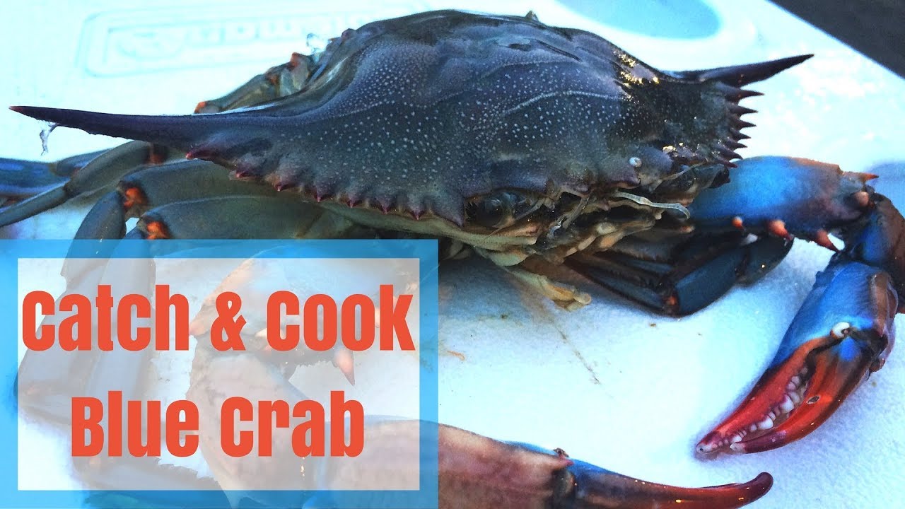 How do you preserve fresh caught crab?