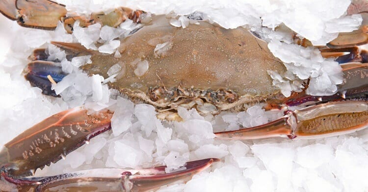 How do you preserve fresh crabs?