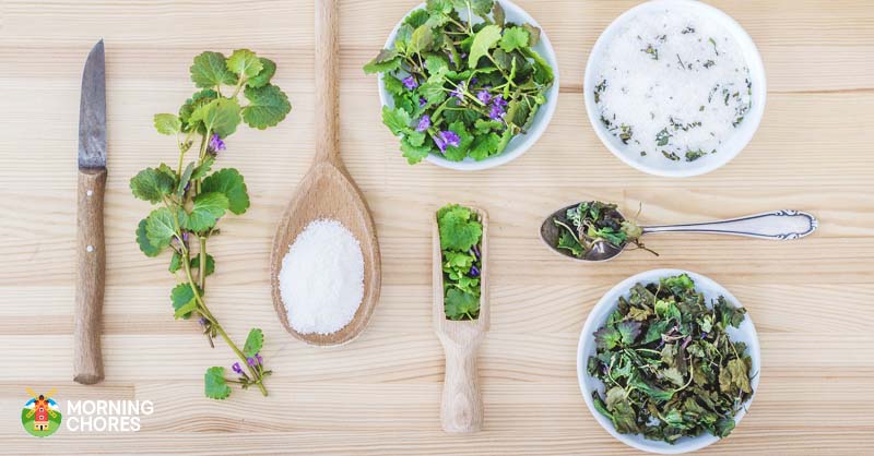 How do you preserve herbs for a long time?