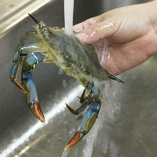 How do you preserve soft shell crabs?