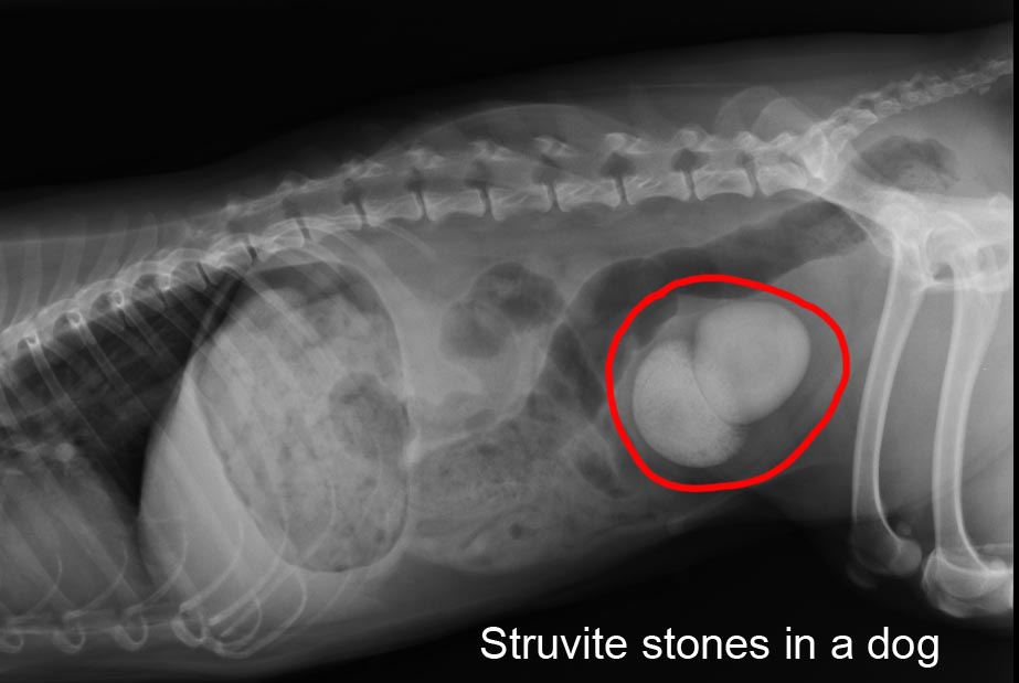 How do you prevent bladder stones in dogs?