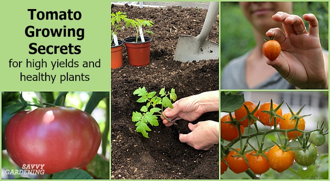 How do you promote tomato growth?