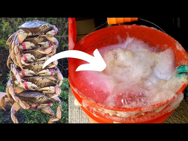 How do you purge crabs before cooking?