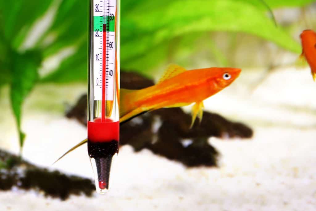 How do you put a thermometer in a fish tank?