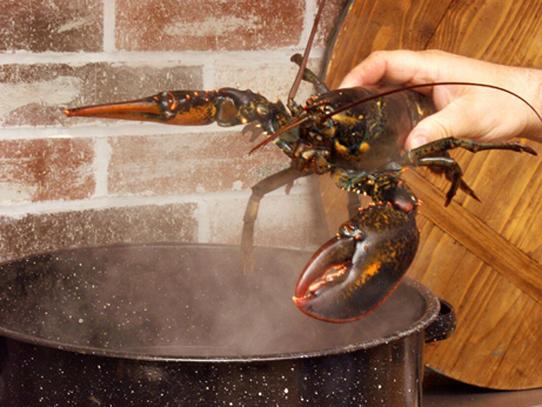 How do you put lobster in water?
