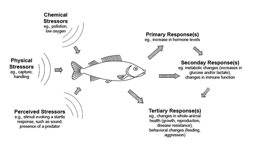 How do you reduce stress in fish?